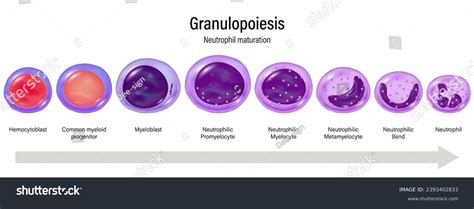 Stages Granulopoiesis Vector Neutrophil Maturation Hemocytoblast Stock