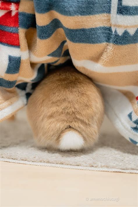 フォトギャラリー6枚目 うさぎって甘えるの…？「ツンデレうさぎ」飼い主さんの明答 Fridayデジタル