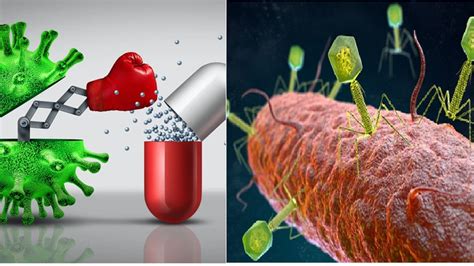 Bacteriophages And Bacteria The Continuous Battle