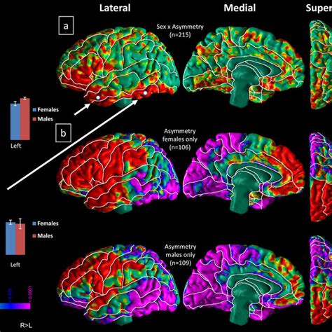 Maps Of The Sex Asymmetry Interaction N 215 A The Color Bar