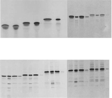 Immunoprecipitation Of C Terminal Deletion Mutants With Rabbit