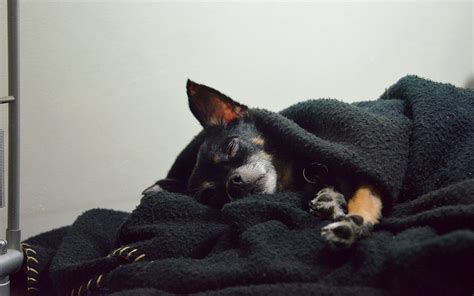 La Muerte De Una Mascota Cuando Una Parte De Nosotros Se Va Club