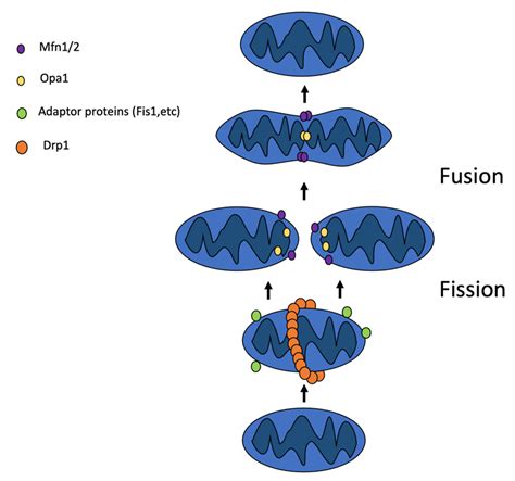 Mitochondrial Dynamics Fusion Is Controlled By Mfn1 Mitofusin1 Mfn2