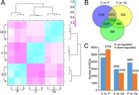 Rna Seq Data And Degs In P Cp And C A Hierarchical Clustering Of