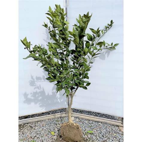 みかんの木 青島みかん 約1 5m 現品発送 特大株 植木苗木 青島温州蜜柑の木 果樹 大実で平たい実 温州ミカンの苗木 送料無料