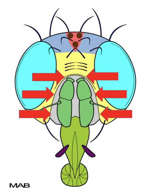 Medical Entomology Introduction To Flies Diagram Quizlet