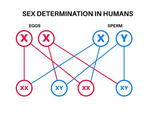 Sex Determination In Humans Stock Vector Illustration Of Reproduction