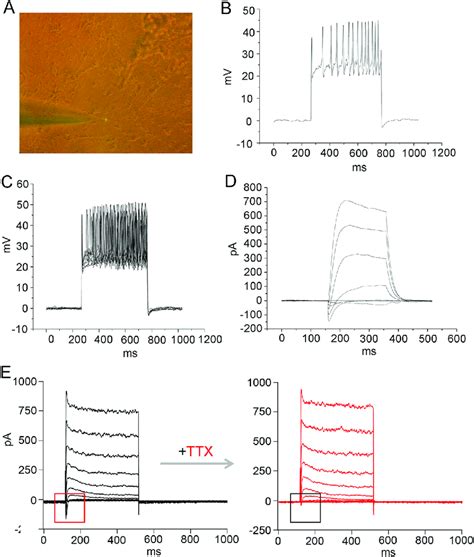 Electrophysiological Properties Of Ngn2 Induced Neurons From Oecs A A