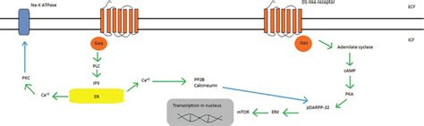 Schematic Representation Of The Intracellular Signal Transduction