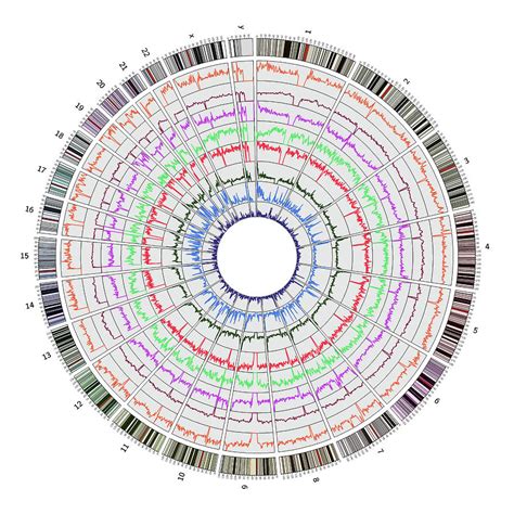 Genome Map