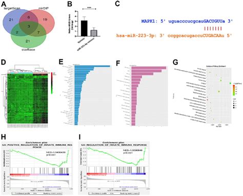 Targeting Relationship Between Mir 223 3p And Mek Erk A The Mirna