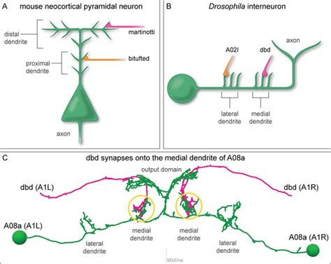 Regulation Of Subcellular Dendritic Synapse Specificity By Axon