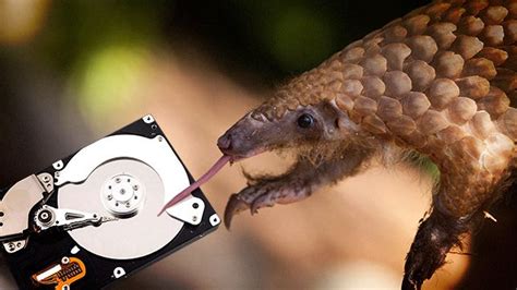 ars walkthrough using the zfs next gen filesystem on linux filing