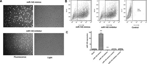 Transfection Efficiency Evaluation Of The Mir 145 Mimics And Inhibitor