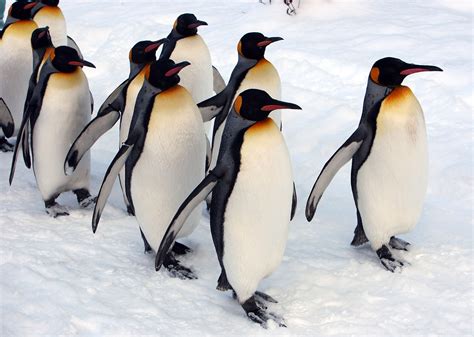 why are fur seals forcing sex on king penguins on marion island