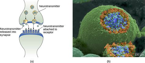 neurons general psychology
