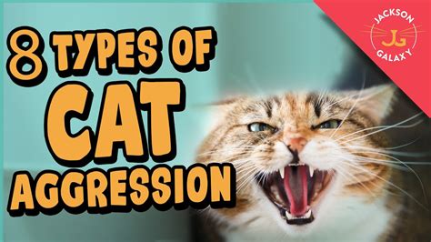 8 Types Of Cat Aggression Explained Youtube