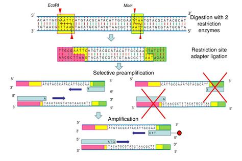 ppt dna polymorphisms powerpoint presentation free download id 3240377