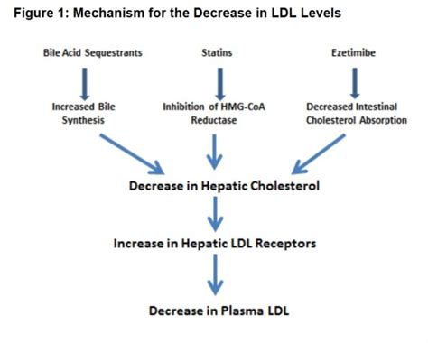 cholesterol synthesis mnemonic epomedicine