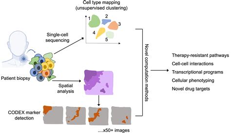 Genes Free Full Text High Dimensional Single Cell Transcriptomics