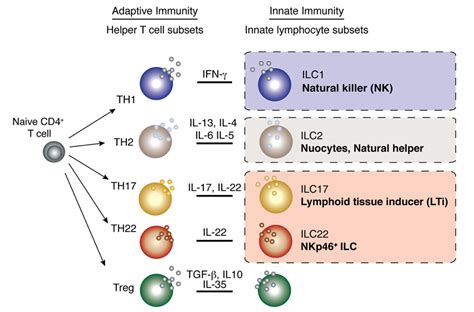 Gallery For T Lymphocytes Differentiation