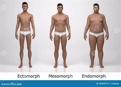 3d Render The Portrait Of Male Body Type Ectomorph Mesomorph