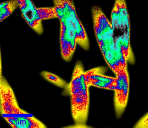 Time Correlated Single Photon Counting Witec Raman Imaging Oxford