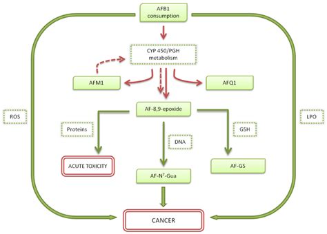Toxins Free Full Text Aflatoxin B1 And M1 Biological Properties
