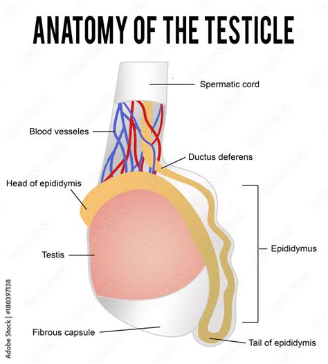 Anatomy Of The Testicle Stock Vector Adobe Stock