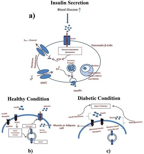 Diagrammatic Representation Of Pathophysiology In Type 2 Diabetes