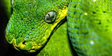 what the heck are python generator expressions and list comprehensions