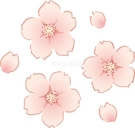 おしゃれなペン画タッチの桜の花と花びらイラスト無料 フリー87129 素材good