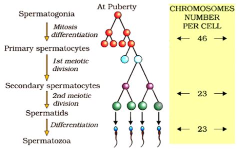 Human Reproduction Notes Class 12 Part 3 Spermatogenesis