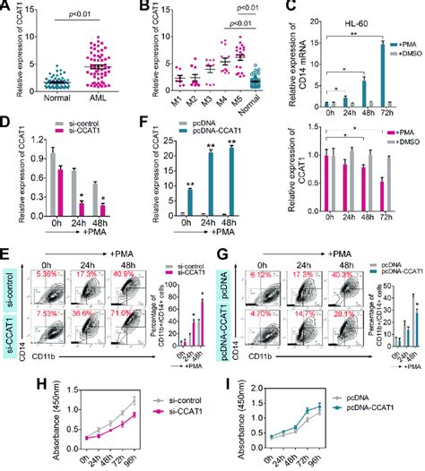 Expression Of Ccat1 In Pbmncs Derived From Aml Patients From Fab M1 To