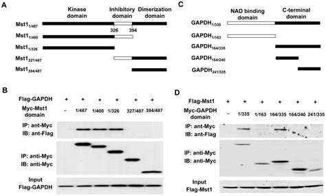 A Schematic Representation Of Mst1 Deletion Mutants B Flag Gapdh
