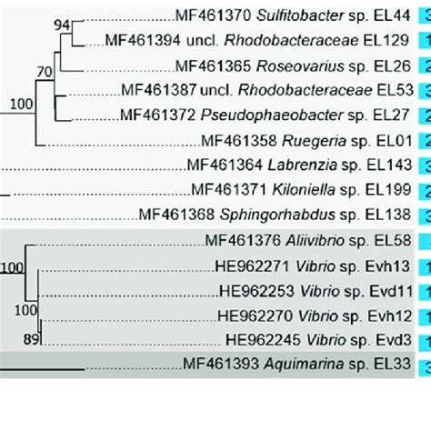 Secondary Metabolite Biosynthetic Gene Clusters Bgcs From Bacteria