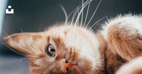 白いテキスタイルに横たわるオレンジ色のぶち猫の写真 Unsplashの無料茶色写真