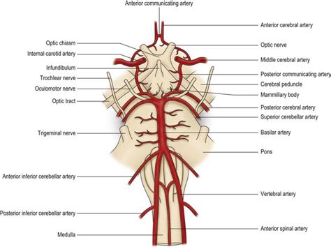 Vasculature Of The Central Nervous System Neupsy Key