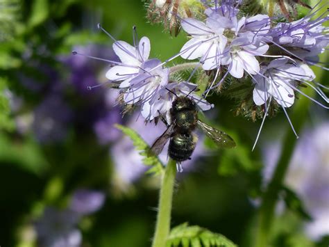 bees respond to wildfire aftermath by producing more