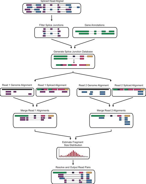 rnasequel accurate and repeat tolerant realignment of rna seq reads