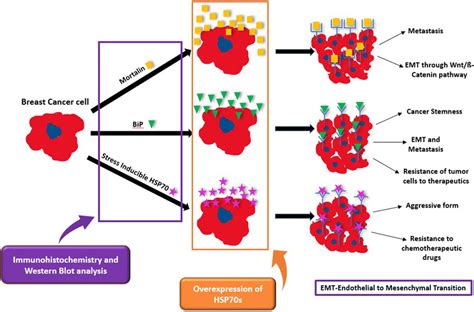 Over Expression Of Hsp70s In Breast Cancer Cells Leads To Cancer
