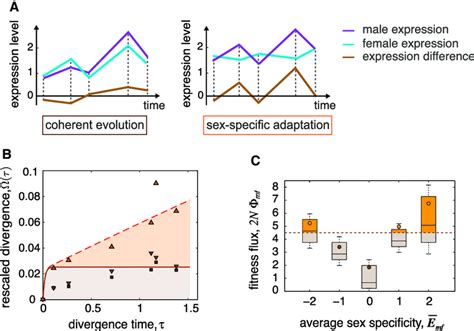 sex specific evolution of gene expression a schematic showing
