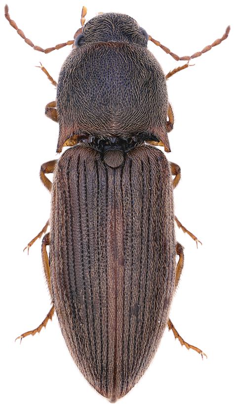 Sex Pheromone Of Nearctic Agriotes Mancus And Its Similarity To That Of