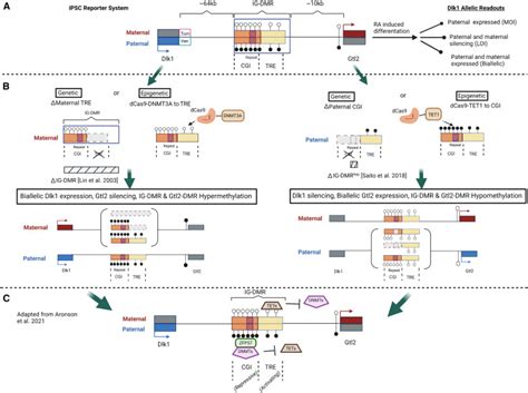 Two Sides Of The Dlk1 Dio3 Story In Imprinting Developmental Cell