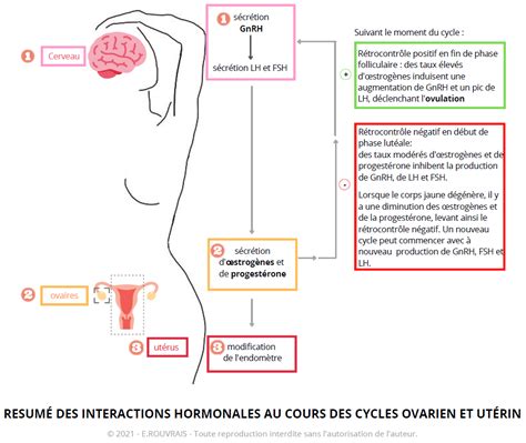 Cycle Féminin Comprendre Le Cycle Menstruel De La Femme