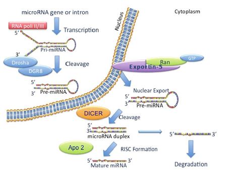 Schematic Representation Of Biogenesis Of Microrna Download