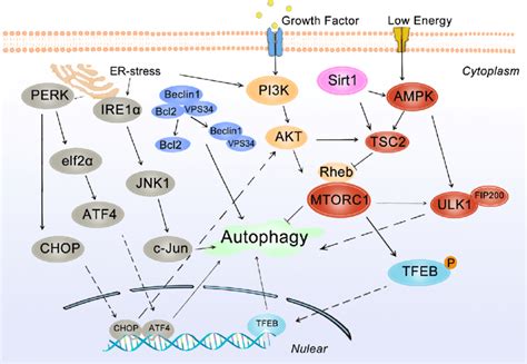Pathways For Regulating Autophagy Mtorc1 Is The Major Control Complex