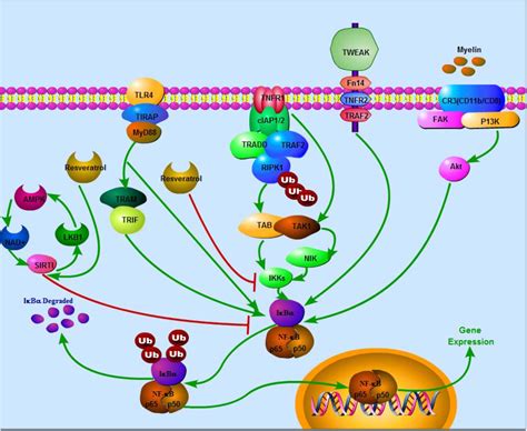 Frontiers Inhibition Of Nf κb Signaling Pathway By Resveratrol
