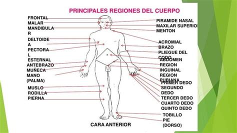 Regiones Anatómicas Del Cuerpo Humano