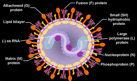 Respiratory Syncytial Virus Health Secrets And Tips